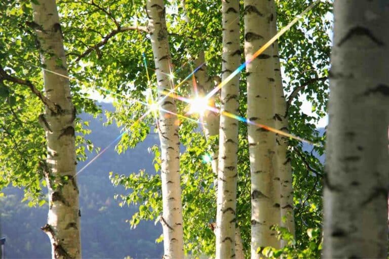 7 Trees With Smooth Barks - Gardenia Organic