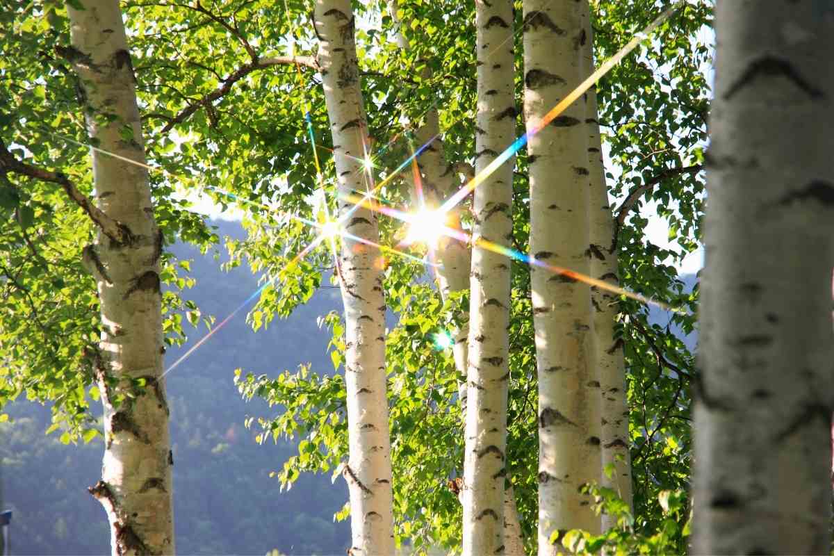 7 Trees With Smooth Barks - Gardenia Organic