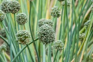 Why Do Some Onions Have Flowers And Some Don't? - Gardenia Organic