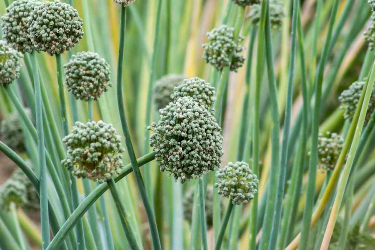 Why Do Some Onions Have Flowers And Some Don't? - Gardenia Organic