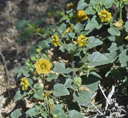 Guide To Desert Plants: Types, Adaptations, And Landscaping Tips