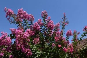Guide To Desert Plants: Types, Adaptations, And Landscaping Tips