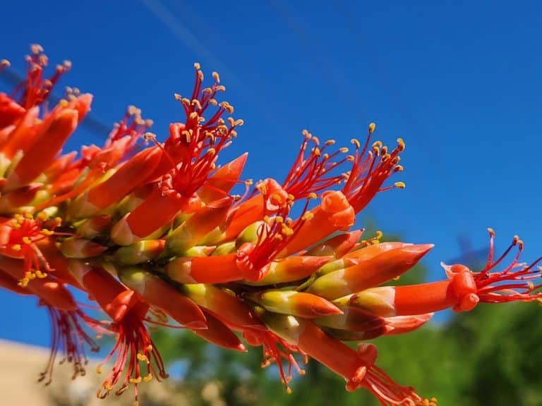 Guide To Desert Plants: Types, Adaptations, And Landscaping Tips