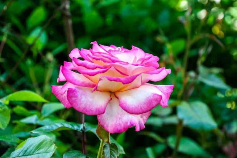 11 Plants That Absorb Water (Helps With Garden Drainage) - Gardenia Organic