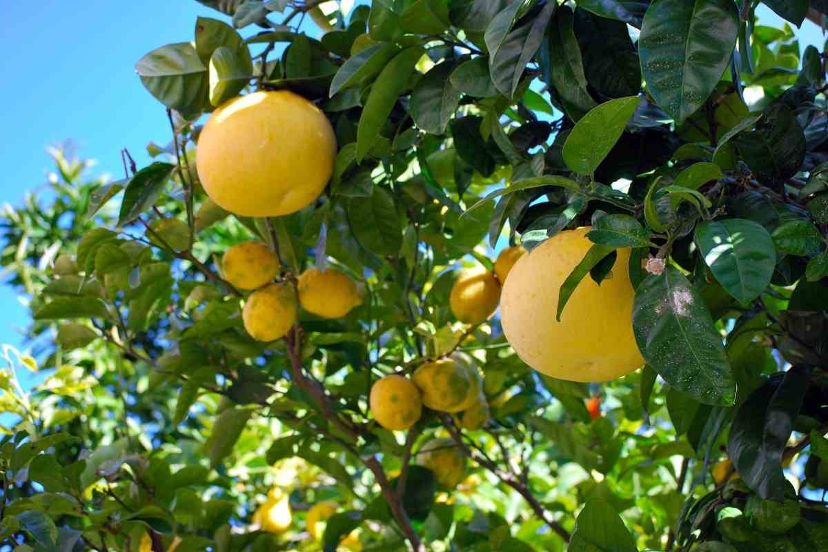 21 Yellow Fruits – Some May be New to You! - Gardenia Organic