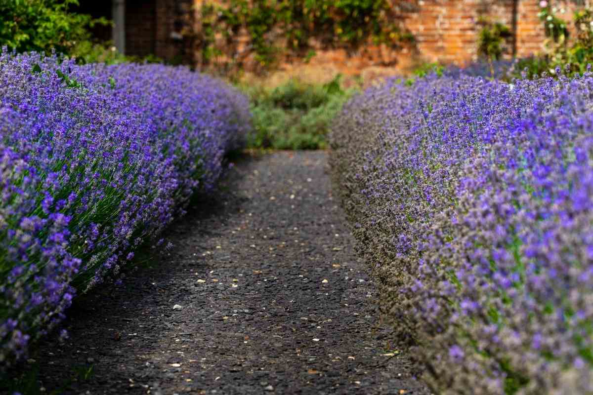 Lavender In Winter Guide (What To Expect) - Gardenia Organic
