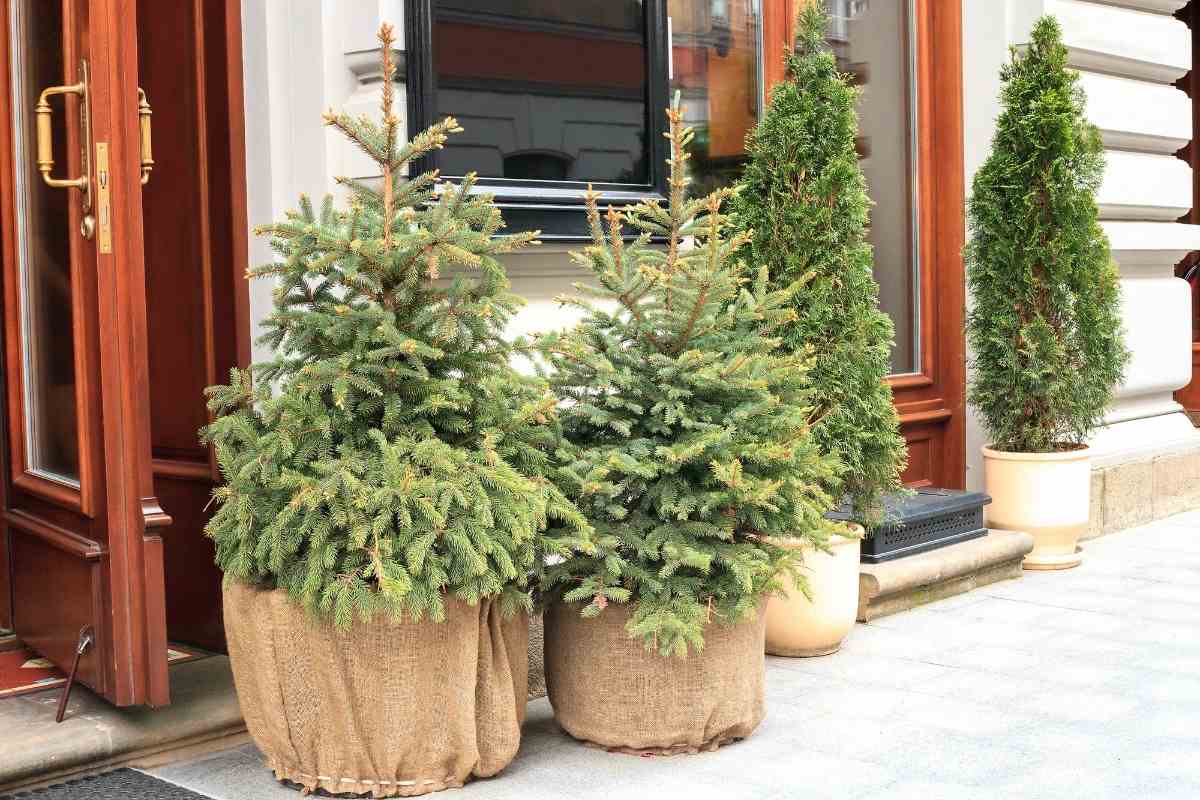 Can Potted Evergreens Survive Cold Falls and Winters? - Gardenia Organic