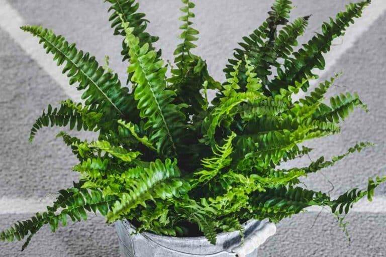 Beginners Guide to Growing Boston Ferns - Gardenia Organic