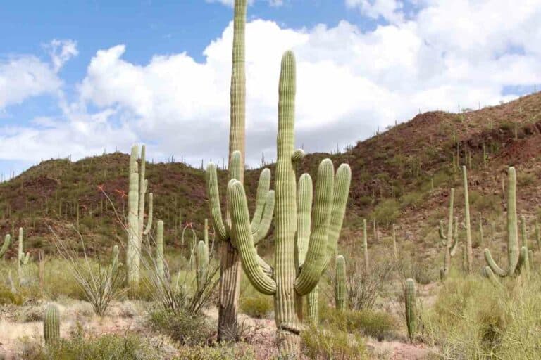 19 Desert Plants With Images And Growing Details - Gardenia Organic