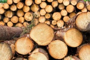 How Much Does A Tree Weigh? - Gardenia Organic