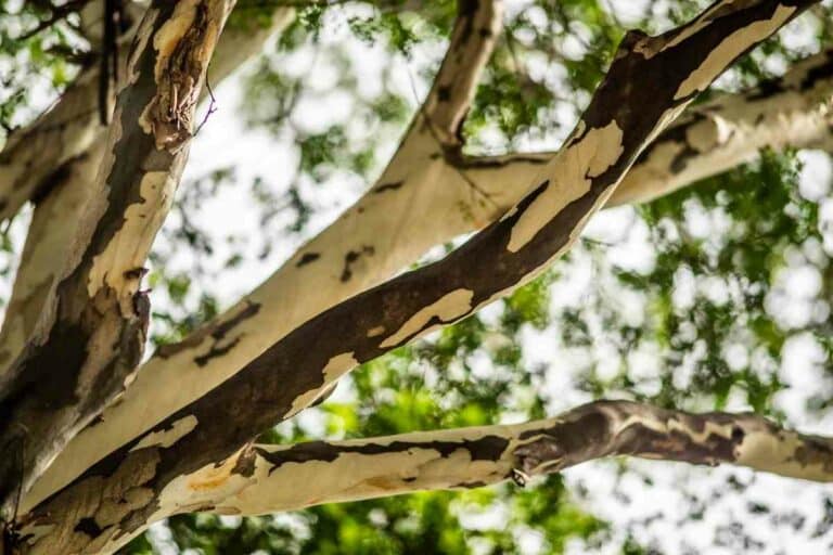 7 Trees With Smooth Barks - Gardenia Organic