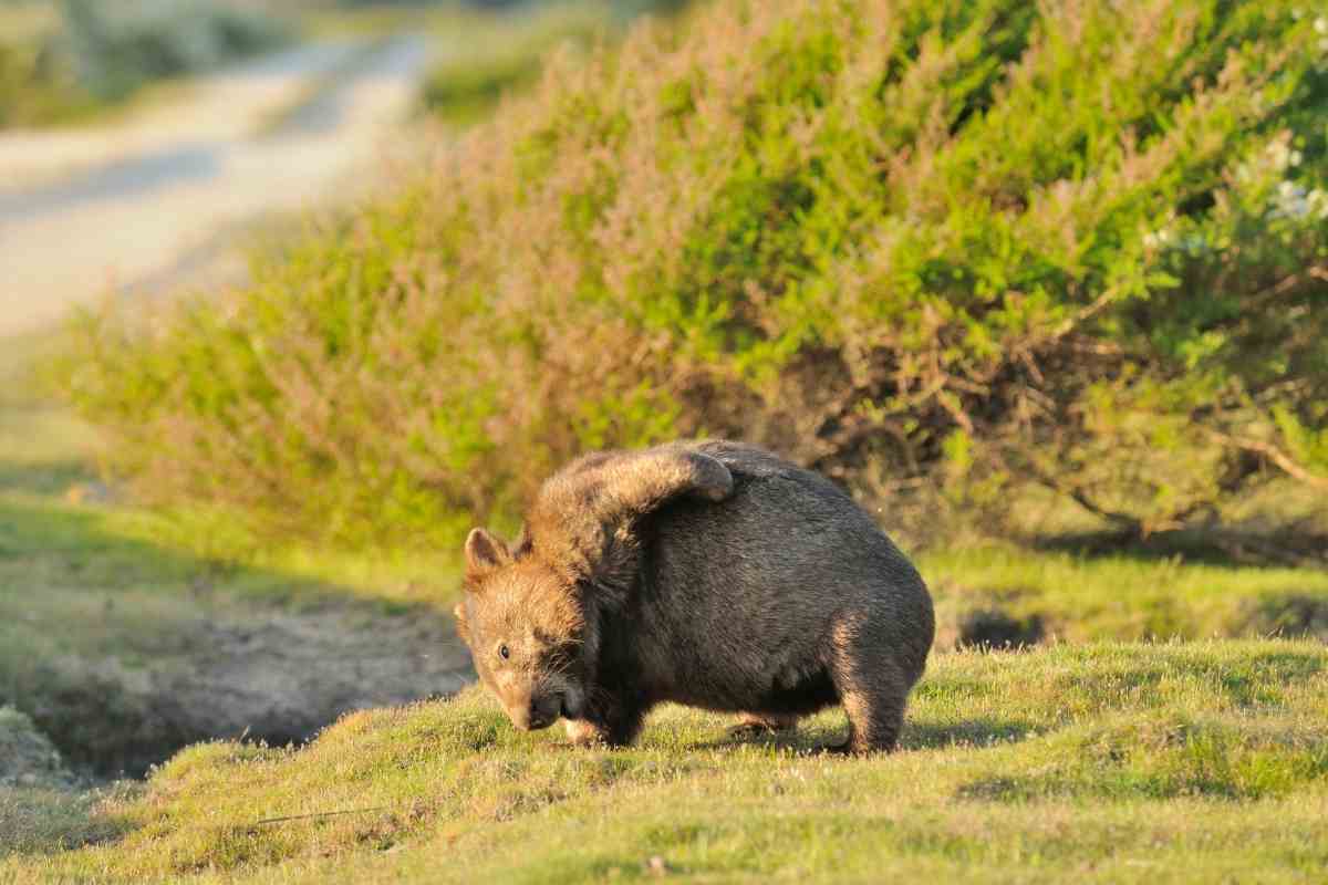 Do Wombats Like to be Petted? - Gardenia Organic