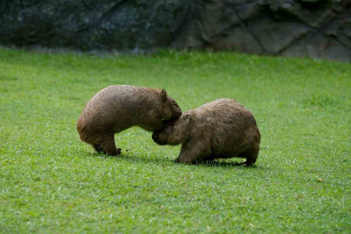 Do Wombats Like to be Petted? - Gardenia Organic
