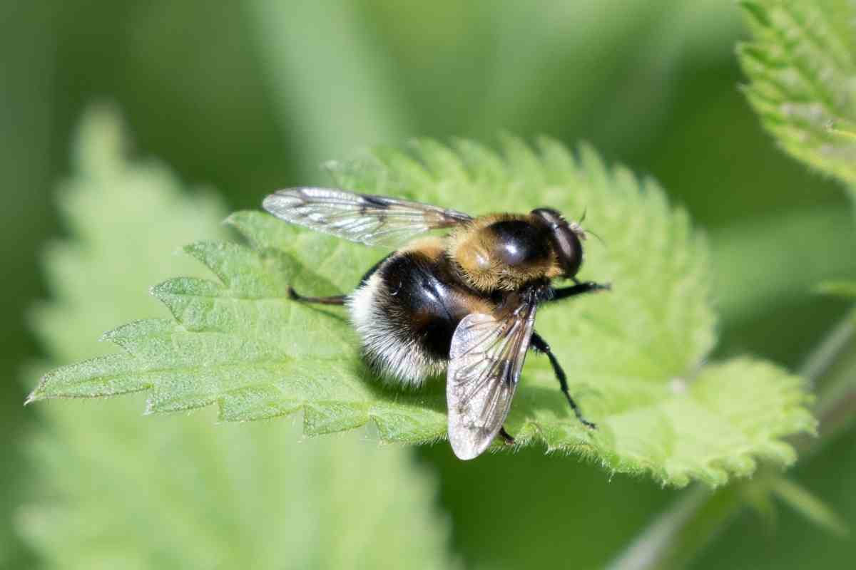 Gardeners’ Guide to Hoverflies - Gardenia Organic