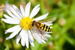 Gardeners’ Guide to Hoverflies – Gardenia Organic