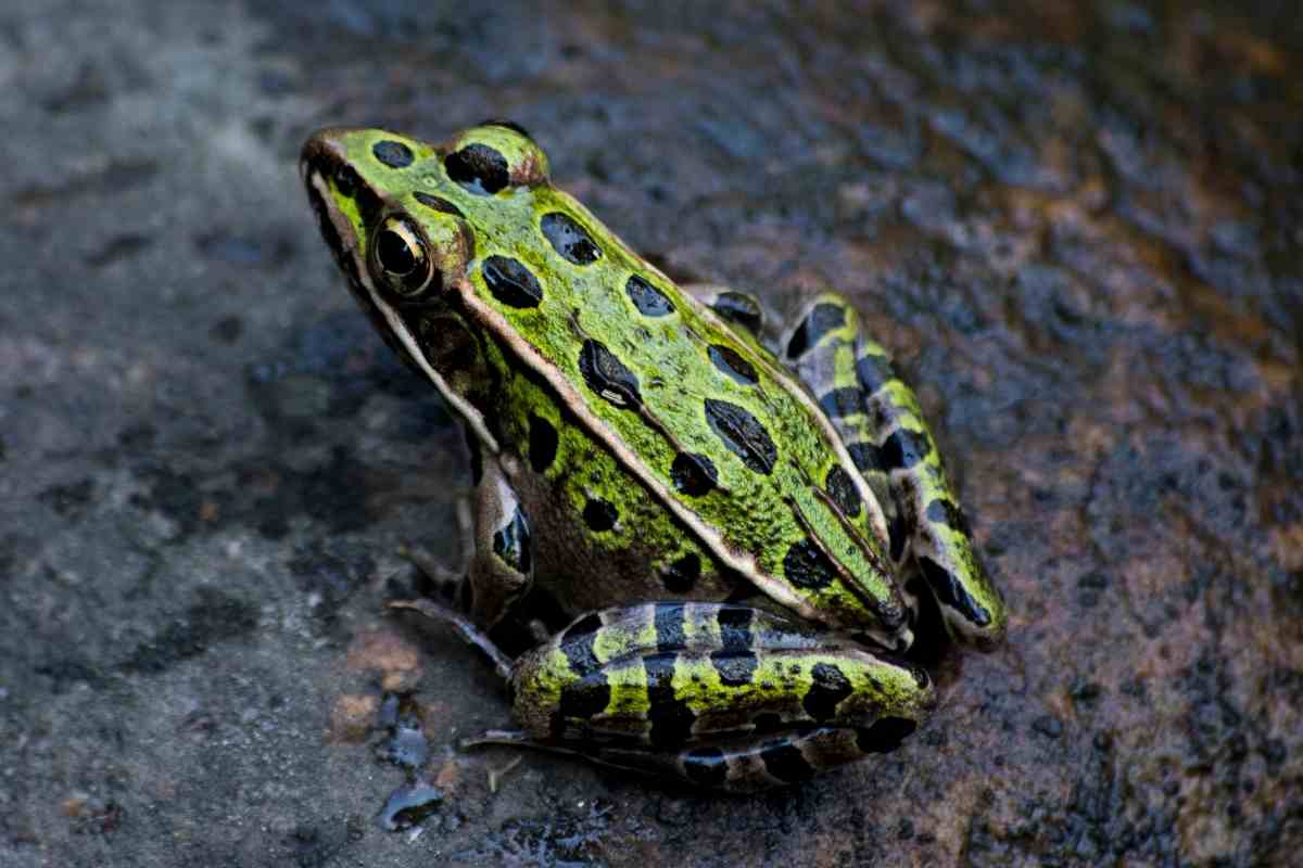 40 Frog Facts for Kindergarten - Gardenia Organic