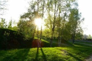 Can You Make Trees Grow Faster? - Gardenia Organic