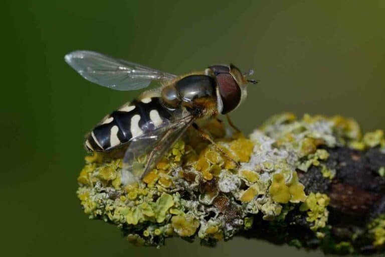 Gardeners’ Guide to Hoverflies - Gardenia Organic