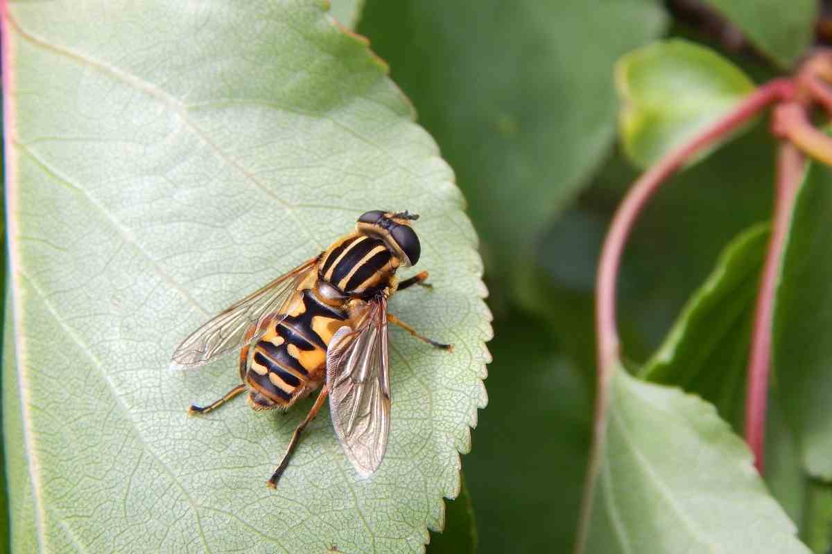 Gardeners’ Guide to Hoverflies - Gardenia Organic
