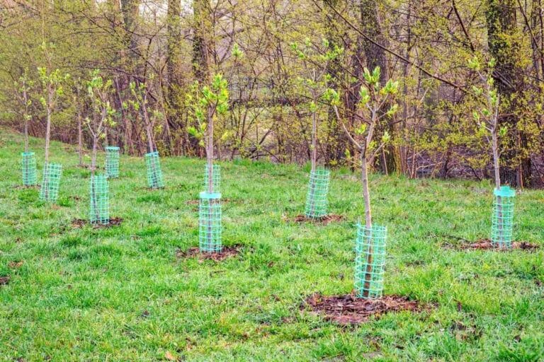 How Many Trees Should I Plant Per Acre? - Gardenia Organic