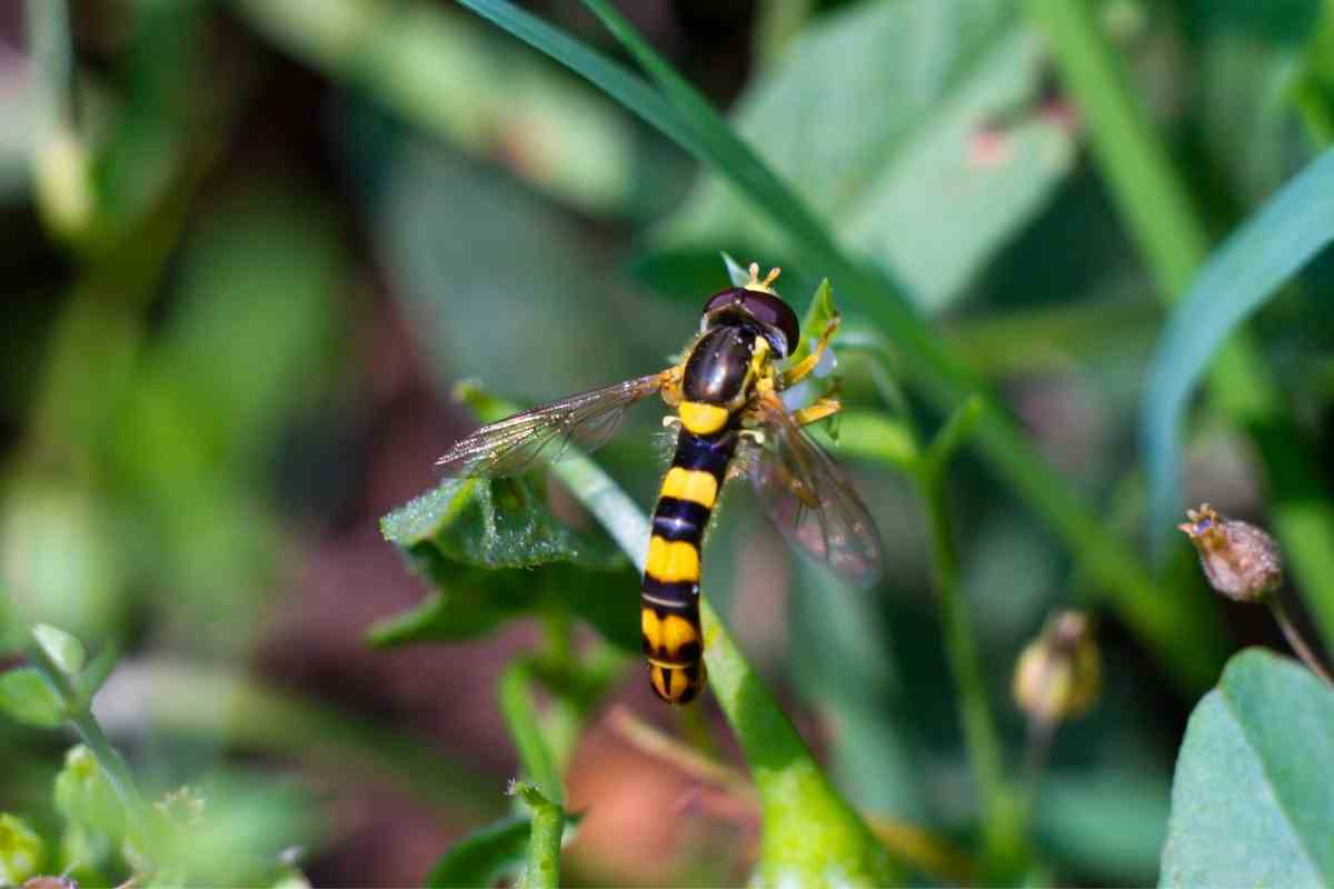 Gardeners’ Guide to Hoverflies - Gardenia Organic