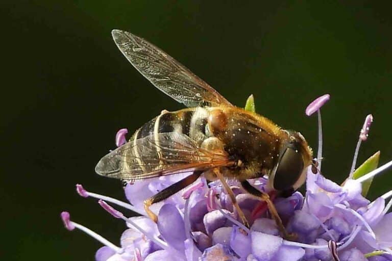 Gardeners’ Guide to Hoverflies - Gardenia Organic