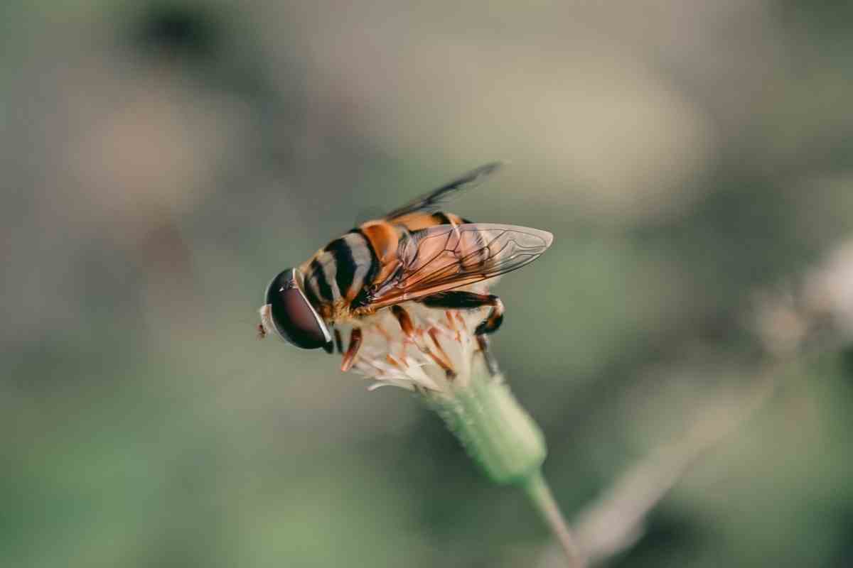 Gardeners’ Guide to Hoverflies - Gardenia Organic