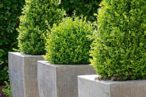 My Guide on How to Revive a Dying Conifer - Gardenia Organic