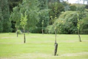 How Many Trees Should I Plant Per Acre? - Gardenia Organic