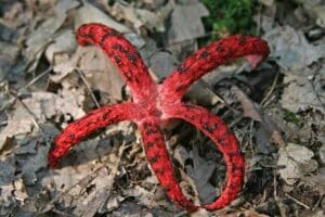 9 Of The World's Most Ugly Plants - Gardenia Organic