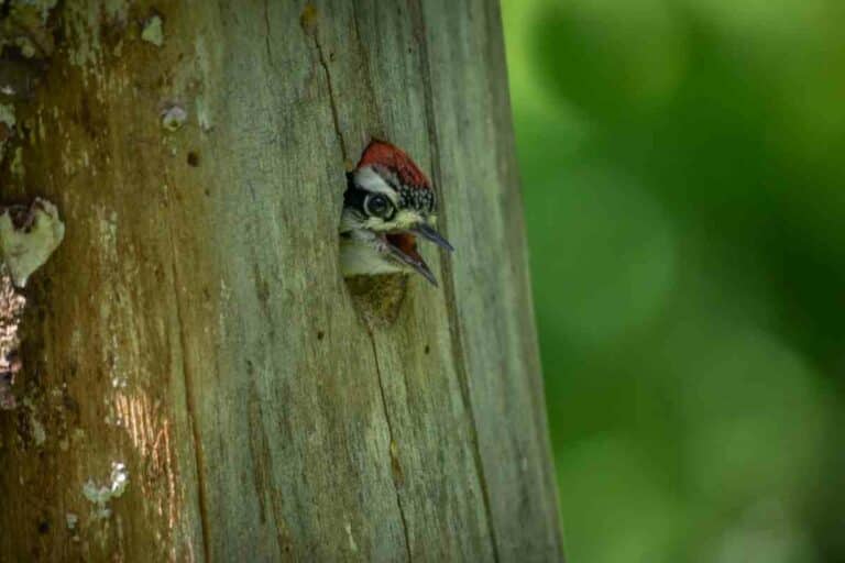 Woodpecker Eggs - All You'll Ever Need to Know Right Here! - Gardenia Organic