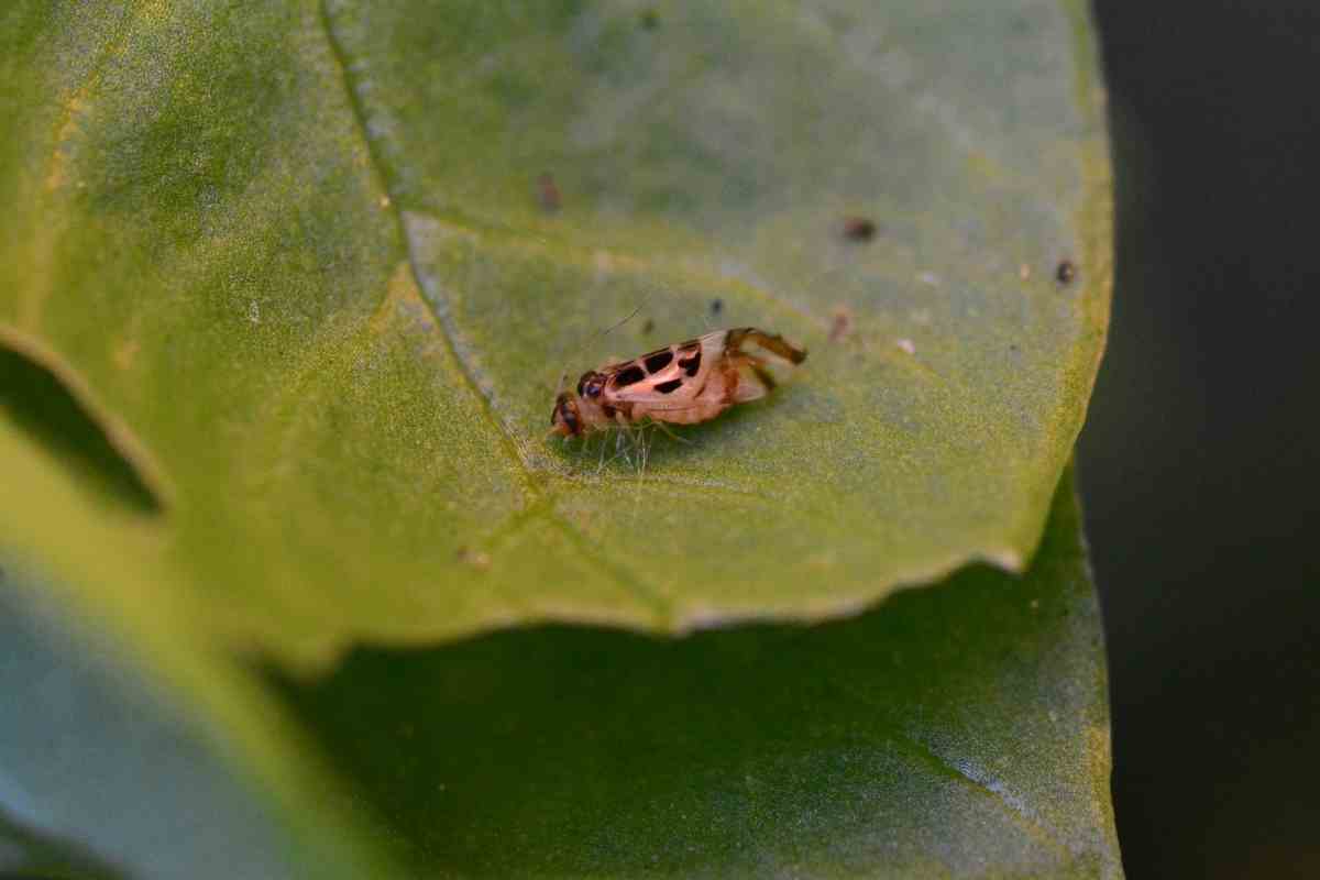 What Are These Tiny Black Bugs in House Near Window? - Gardenia Organic