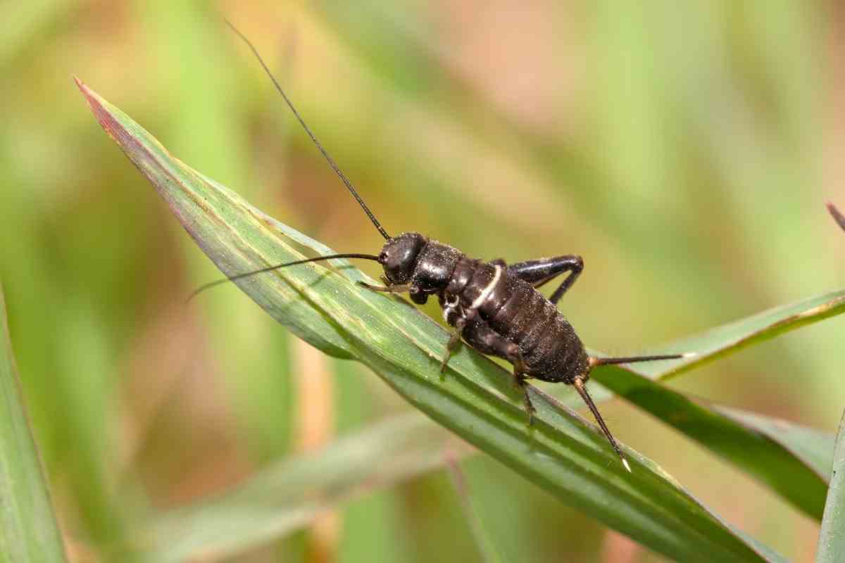 Crickets in Roof - How to Prevent and Remove Them - Gardenia Organic