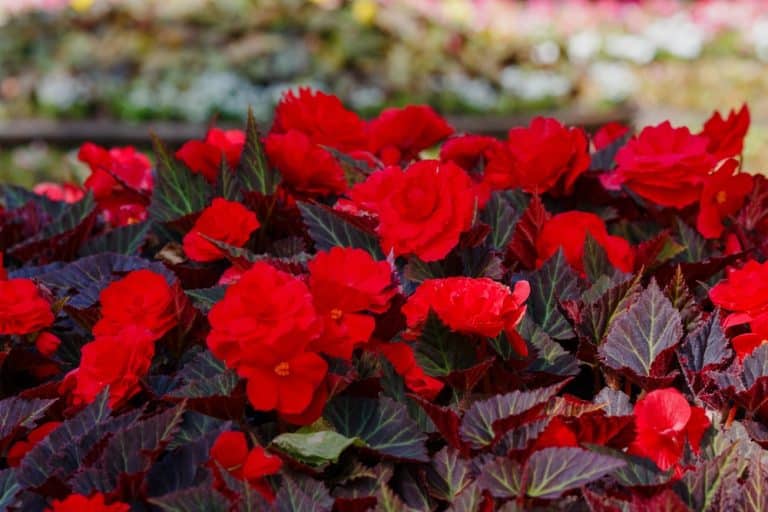 Flowers With Negative Meanings - Gardenia Organic