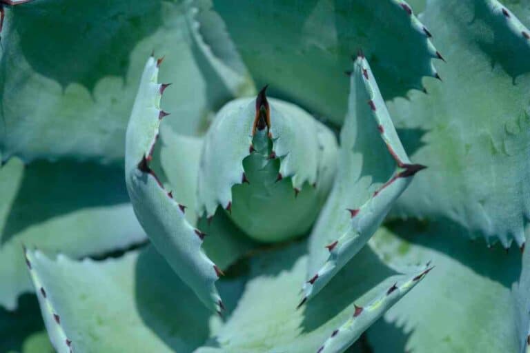 Complete Guide to Growing Blue Agave Plant - Gardenia Organic