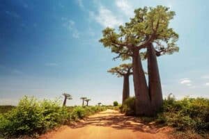 Are There Really Plants That Can Eat Humans? - Gardenia Organic