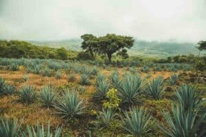 Complete Guide to Growing Blue Agave Plant - Gardenia Organic