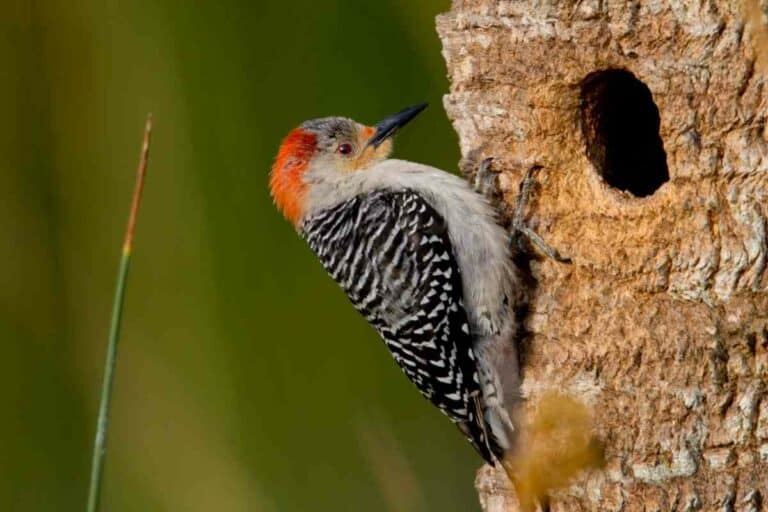 Woodpecker Eggs - All You'll Ever Need to Know Right Here! - Gardenia Organic