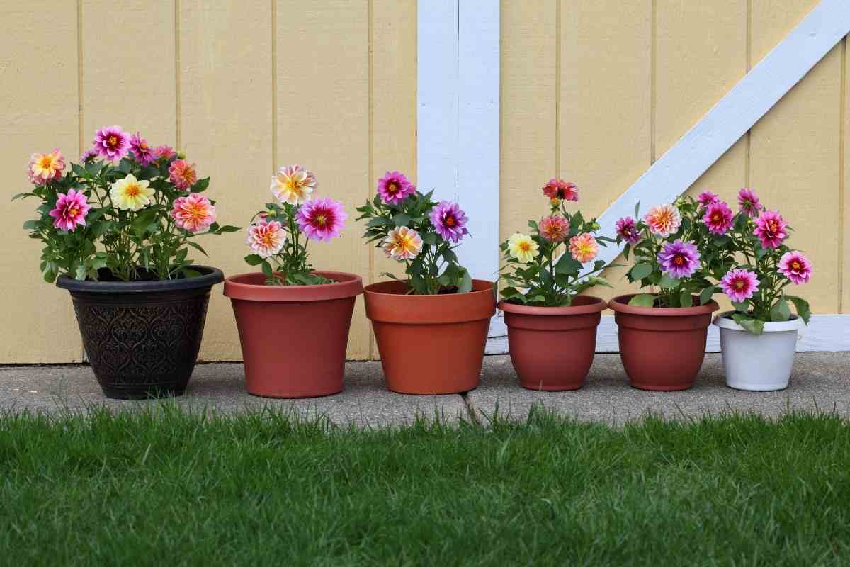 Lining Planters - 8 Types and Uses - Gardenia Organic