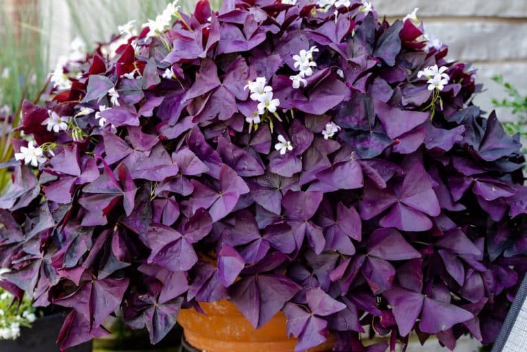 Purple Houseplants Your Guide to Dramatic Indoor Beauty