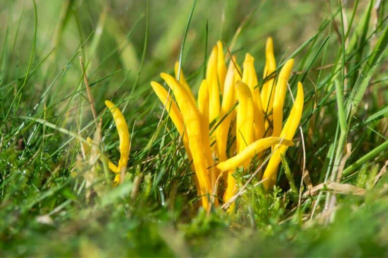 9 Mushrooms Found in Your Garden That Look Like Flowers - Gardenia Organic
