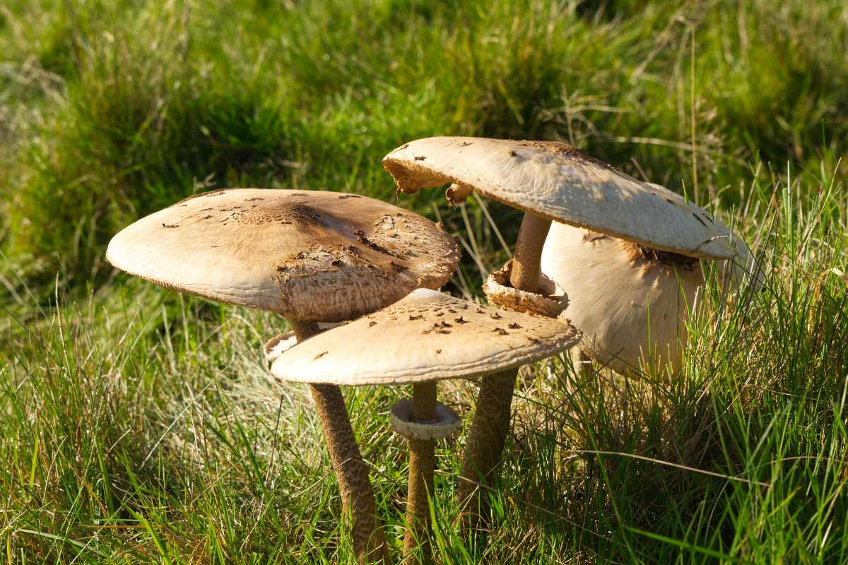 9 Mushrooms Found in Your Garden That Look Like Flowers - Gardenia Organic