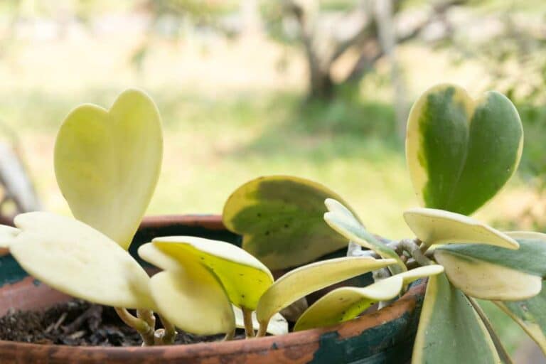 Plants with Heart Shaped Leaves (Secret Language of Leaves) - Gardenia ...