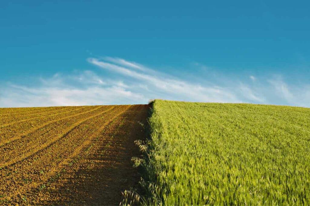 Understanding Crop Rotation in Your Garden - Gardenia Organic