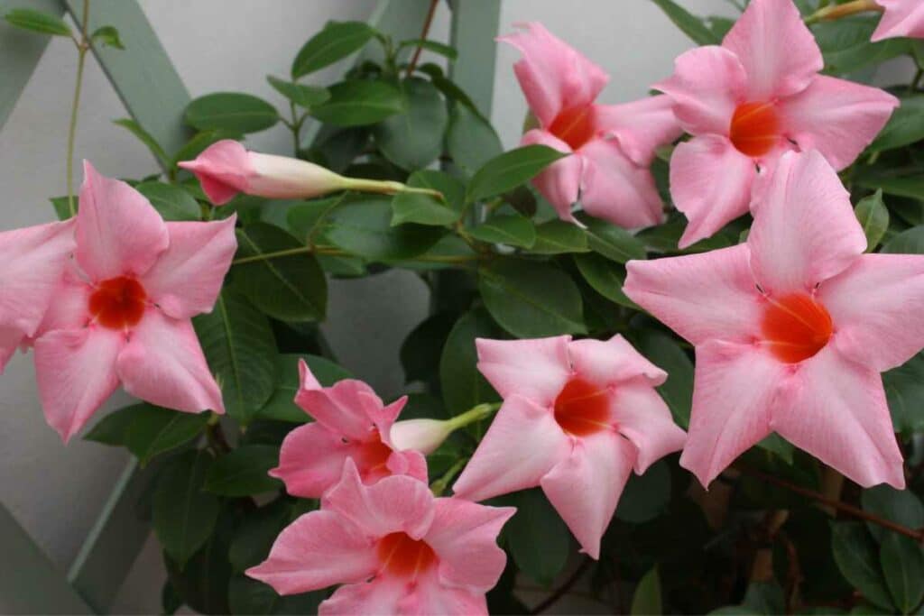 How To Fertilize Mandevilla - Gardenia Organic