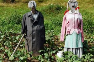 Scarecrows in the Garden: Do They Actually Work? - Gardenia Organic