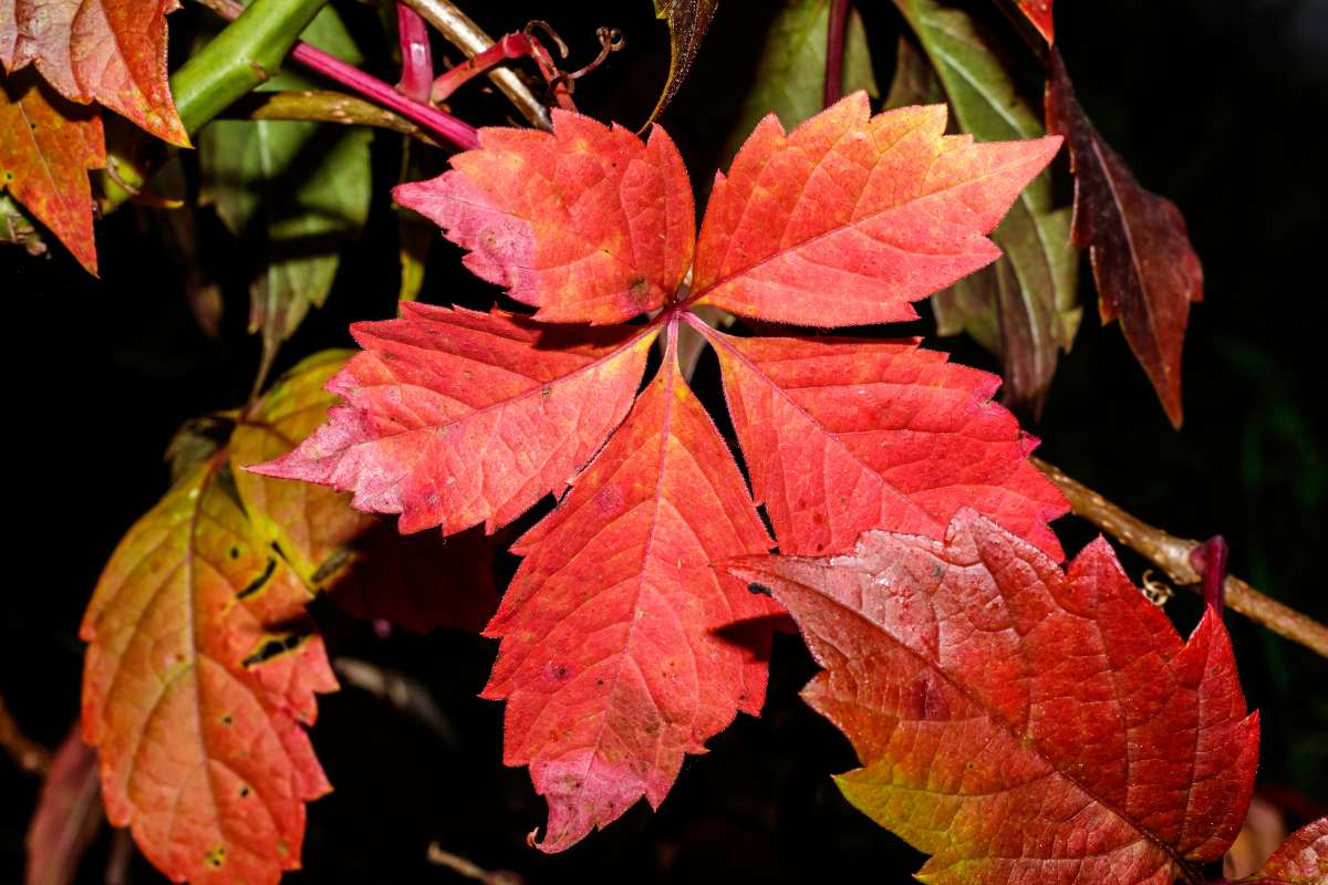 Virginia Creeper Maintenance and Care Guide - Gardenia Organic