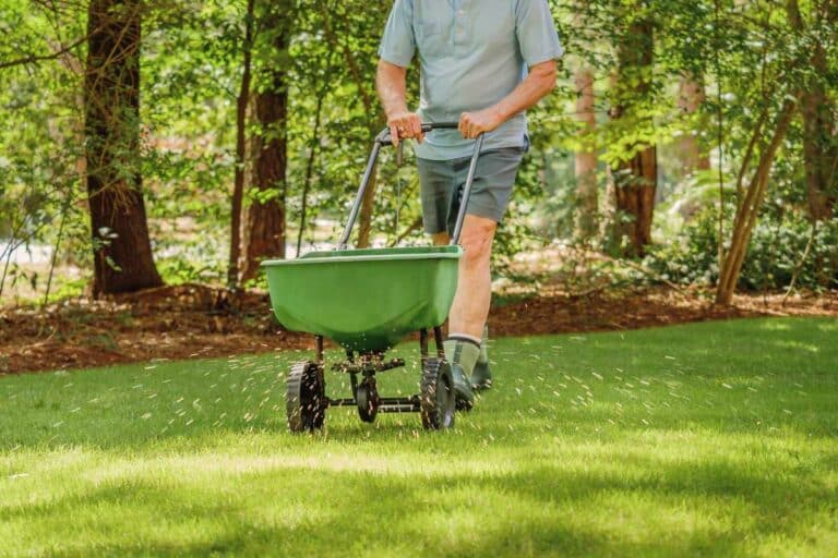 Fertilizer for Fescue - Types, Amounts, And When to Apply - Gardenia ...