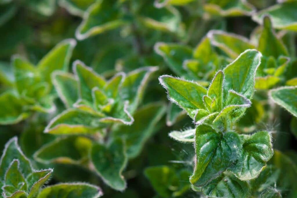 Is Oregano Invasive? Exploring Its Impact on Native Ecosystems ...
