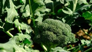 Is Broccoli Man-Made? The Truth About This Popular Vegetable